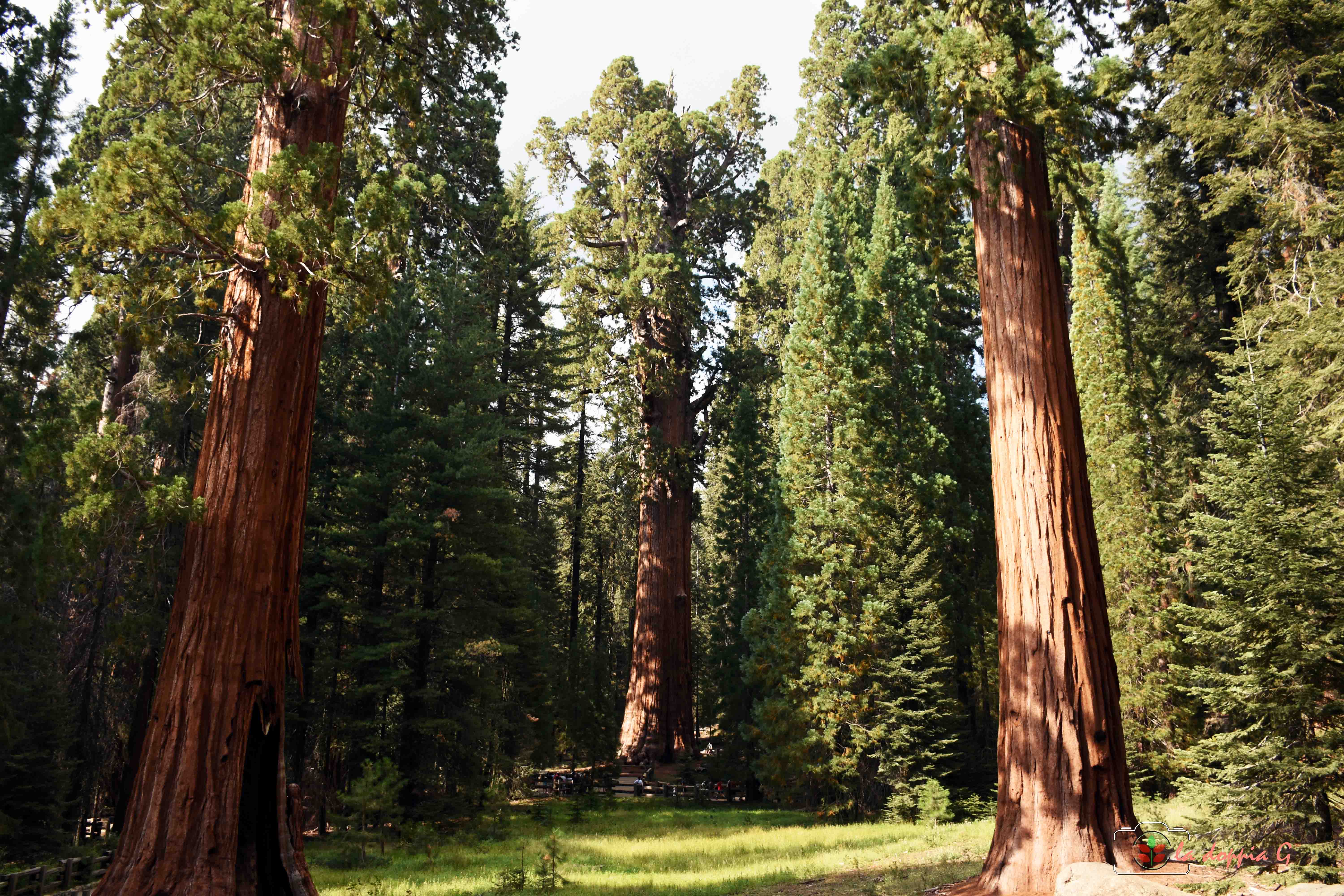 CALIFORNIA | Sequoia National Park e i suoi giganti - LaDoppiaG Travel Blog
